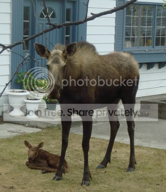 A new born Moose at some one's front door!! | PRC Polaris Ranger Club