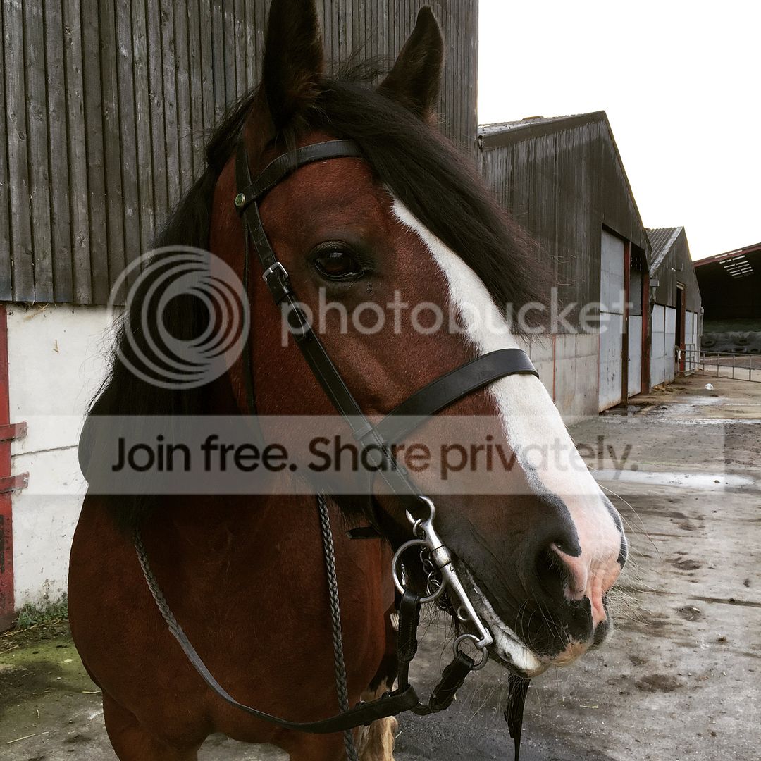 Competing a Shire Cross | Horse and Hound Forum