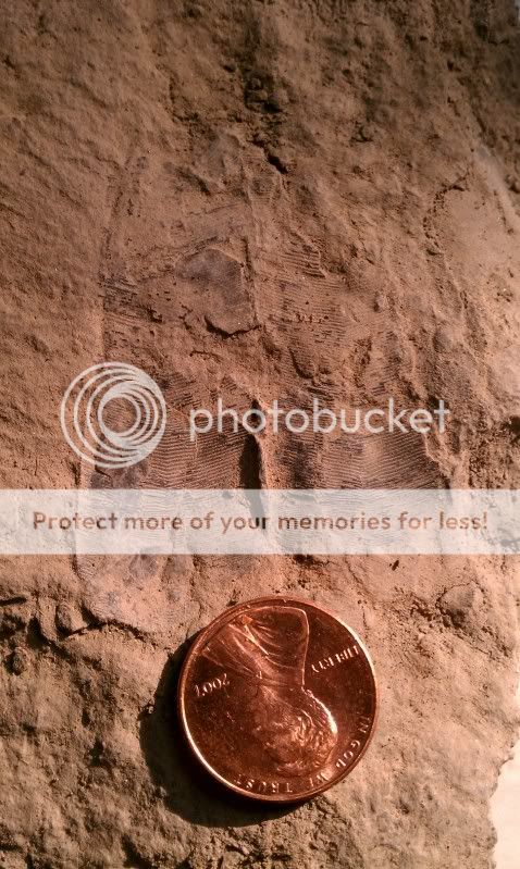 Carbonization? - Fossil ID - The Fossil Forum