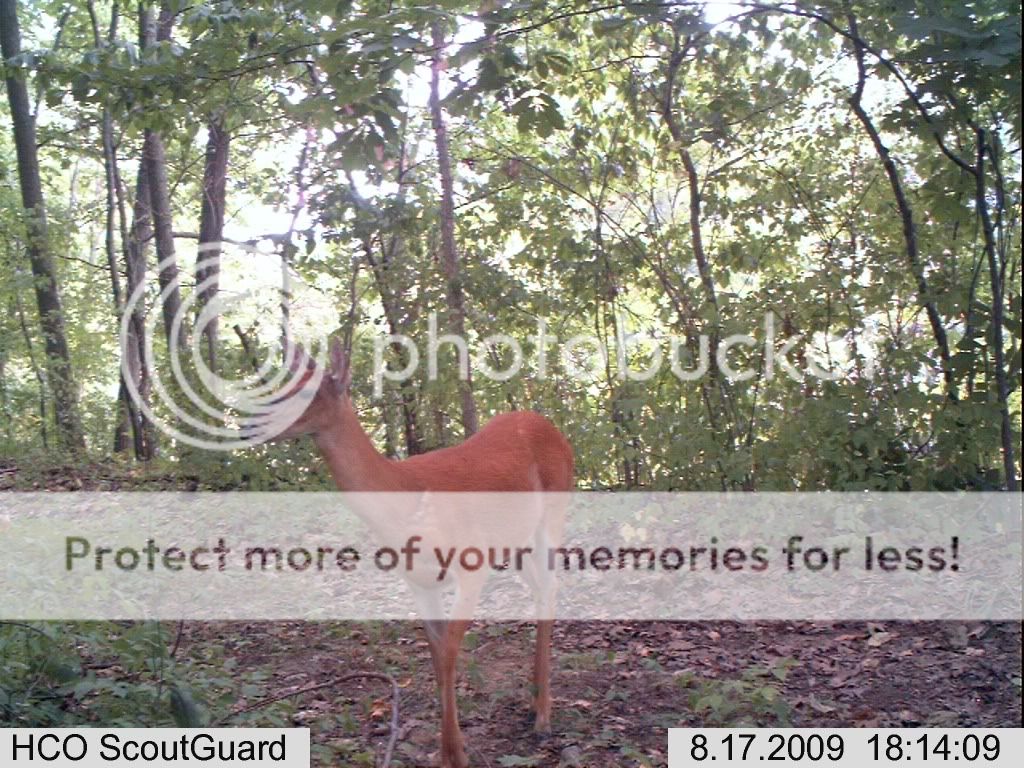 How to judge size of doe? | Michigan Sportsman Forum