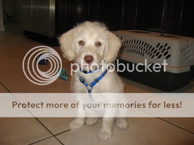 Does your Labradoodle look more like a lab than poodle? | Labradoodle ...