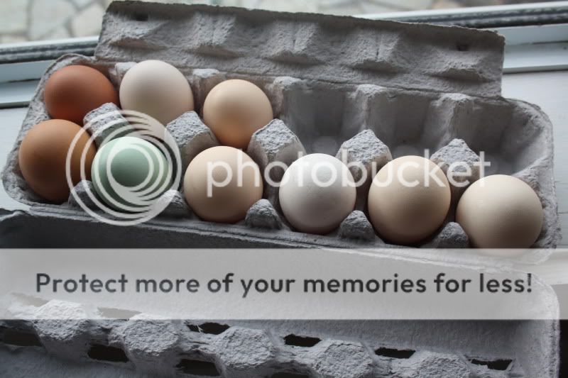 RIR, Silver Laced Wyandotte, and astralorp eggs | BackYard Chickens ...