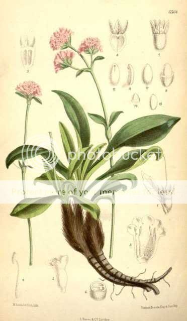 Faites un voyage intérieur avec l’huile essentielle de Nard… – Magic Wakame